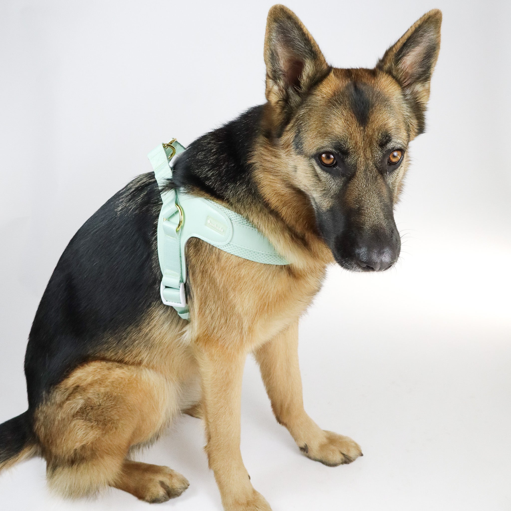 Step & Go Harness Blue | Poochado